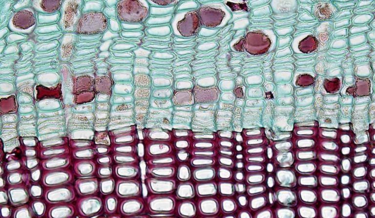 Plantas vasculares, cormofitas o traqueofitas. Características y tipos ...