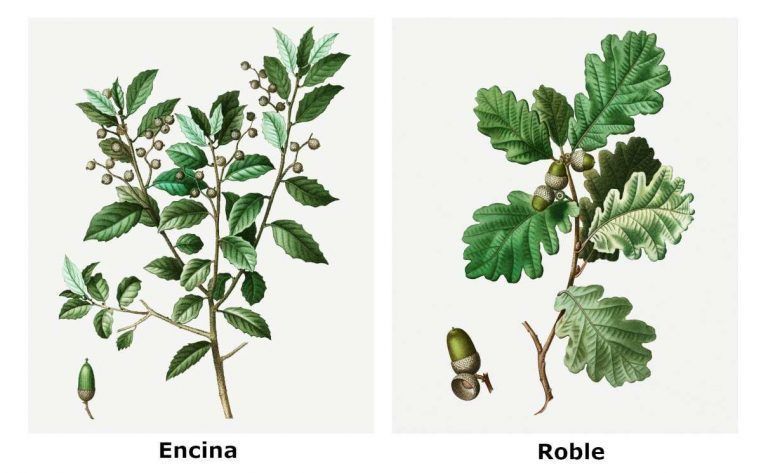 Roble común, Quercus robur,características, hoja, fruto y clasificación ...