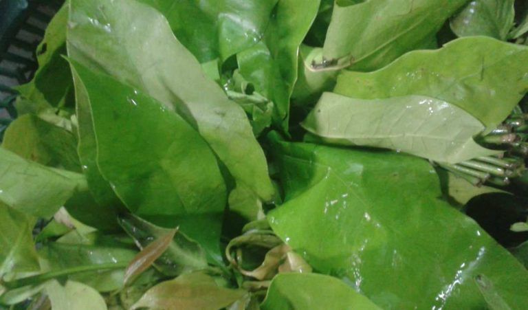 Plantas monoicas y dioicas, diferencias, características y ejemplos ...