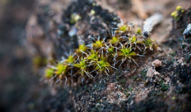 Antoceros, Anthocerotophyta, ciclo de vida, características y ...