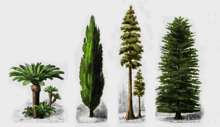 Embriófitas (Embryophyta), plantas que se adaptaron al medio terrestre ...