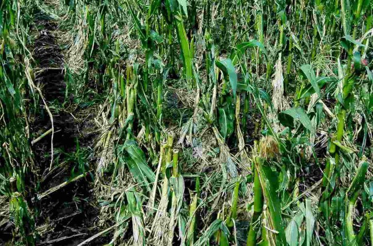 Plantas monoicas y dioicas, diferencias, características y ejemplos ...