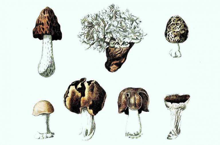 Basidiomicetos: ciclo biológico, estructura o partes - Naturaleza y ...