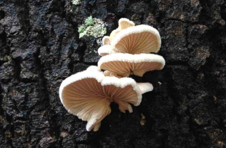 Basidiomicetos: ciclo biológico, estructura o partes - Naturaleza y ...