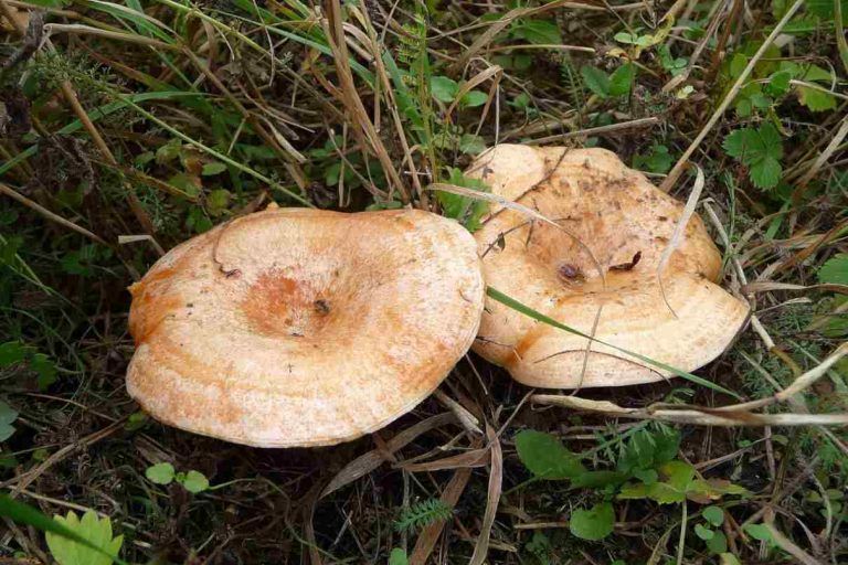 Níscalo o rebollón, Lactarius deliciosus. Características, dónde ...