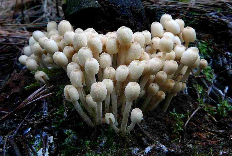 Hongos (reino Fungi): características y clasificación o tipos ...