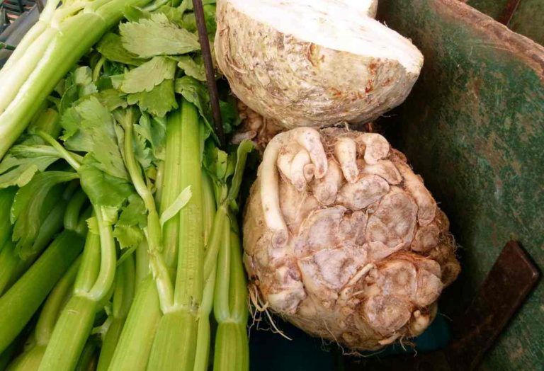 Apio, Apium graveolens, características, composición, beneficios y usos ...