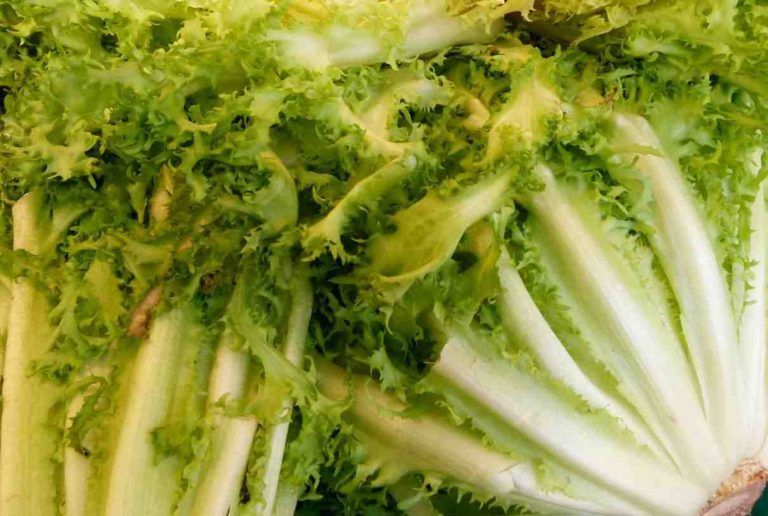 Endivia (escarola), Cichorium endivia, beneficios y propiedades ...