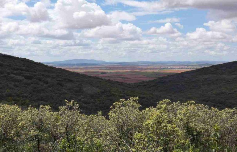 Bosque mesófilo de montaña o de niebla - Naturaleza y ecología