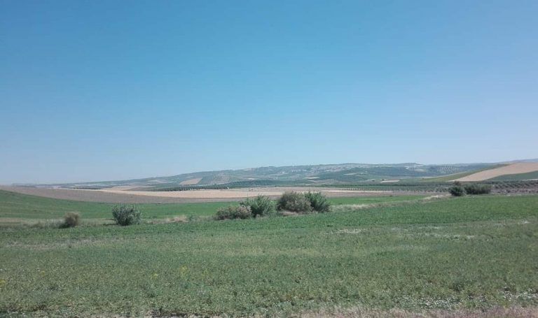 Latifundio, qué es, características y tipos según su enfoque ...