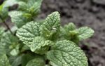 Hierbabuena, Mentha spicata, información, usos y propiedades - Naturaleza y ecología