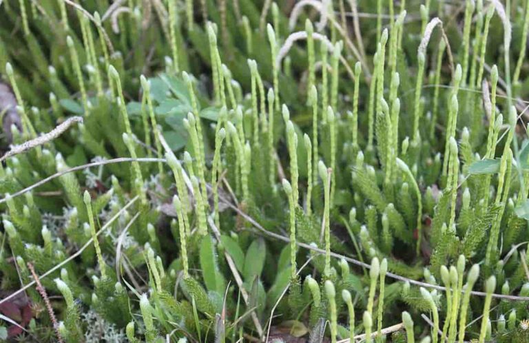 Licopodios (Lycopodium), características y ejemplos - Naturaleza y ecología