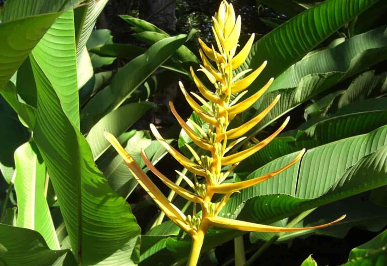 Heliconias, Heliconiaceae - Naturaleza y ecología